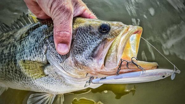 The 5 Best Pre-Spawn Bass Lures – Barb Catch Fishing