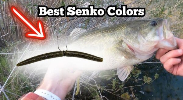 3 Best Color Senkos for Bass Fishing – Barb Catch Fishing