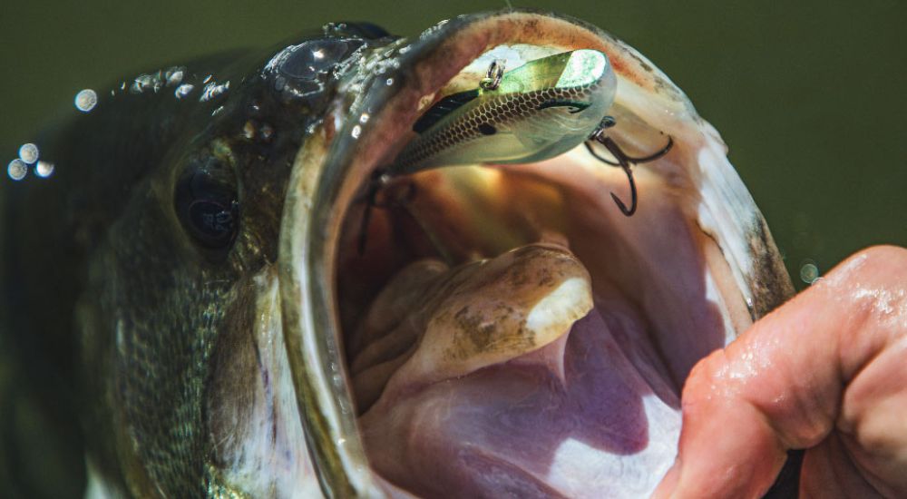Bill Lewis Hammer Trap Review – Barb Catch Fishing
