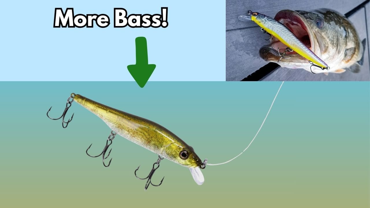 Barb Catch Fishing
